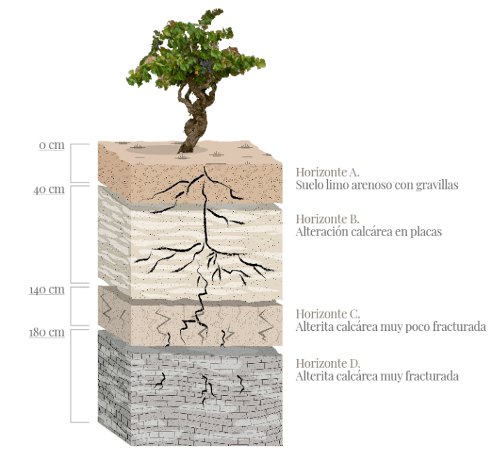 Finca El Terrerazo – Bodega Mustiguillo