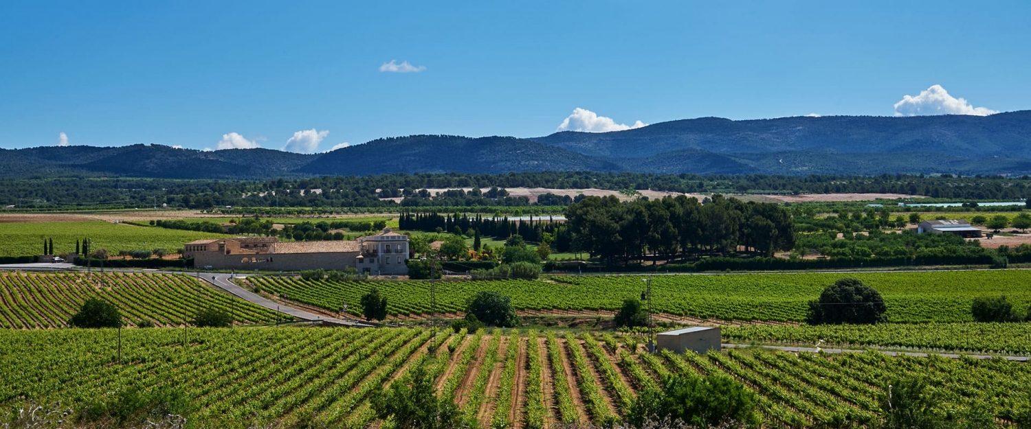 Bodega Mustiguillo - DOP Terrerazo