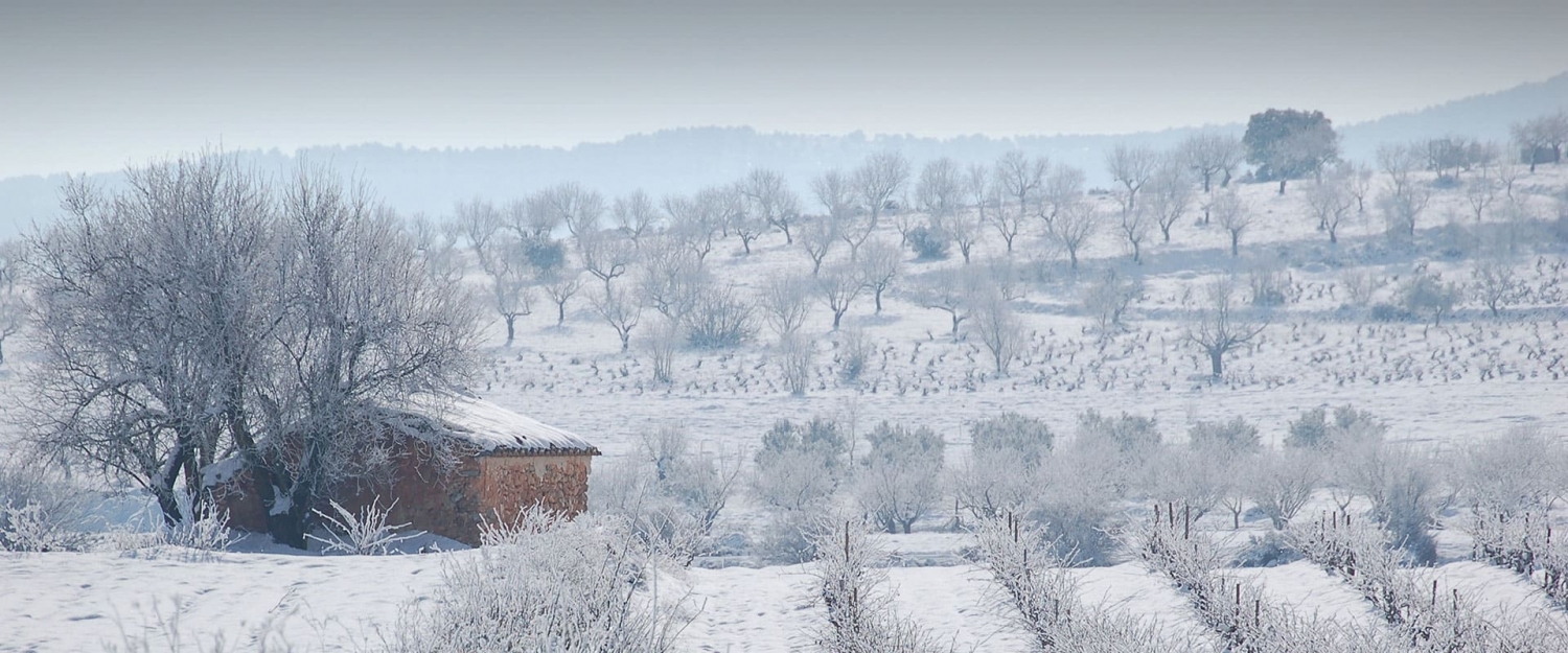 Bodega Mustiguillo - DOP Terrerazo