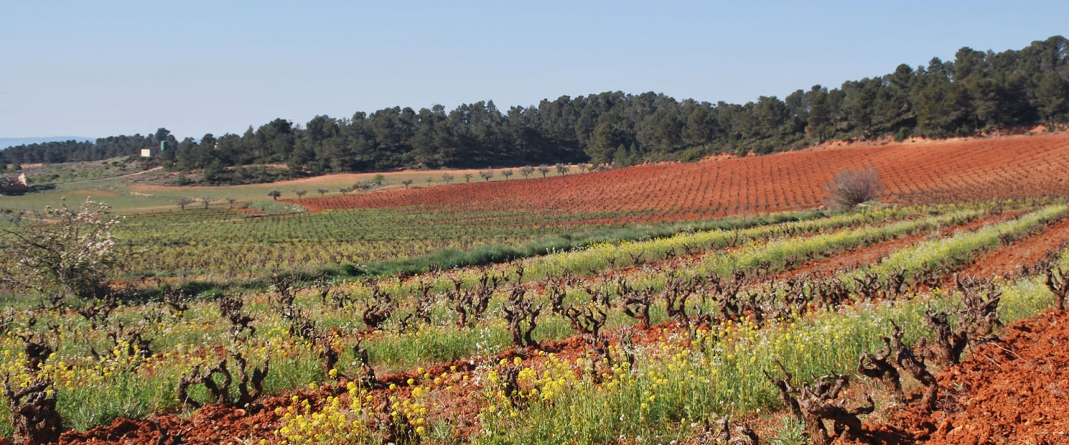 Bodega Mustiguillo - DOP Terrerazo